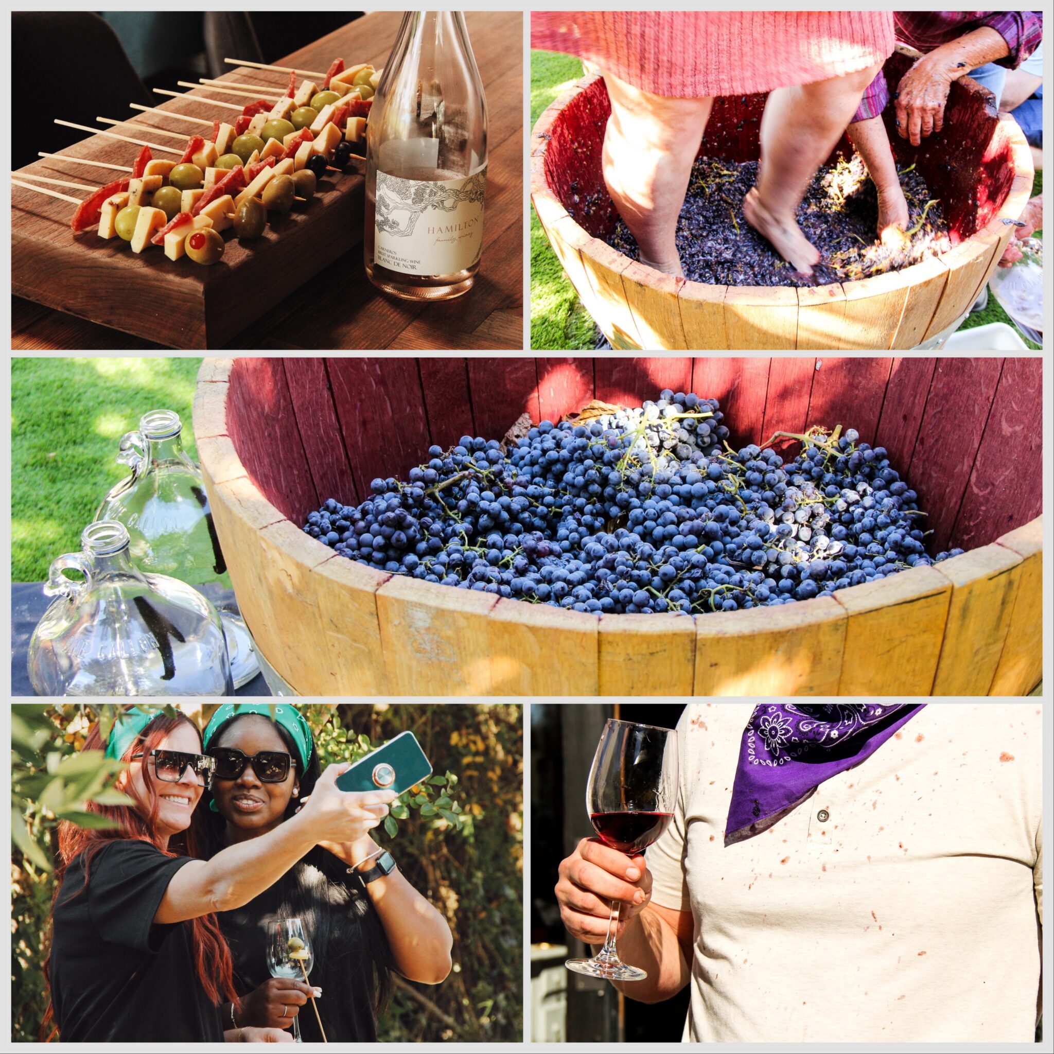 Stomping Into Harvest Season: Grape Stomp 2025 – Hamilton Family Wines